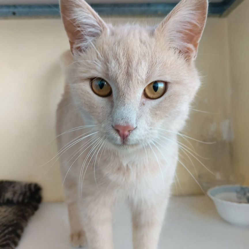 Котик персиковый