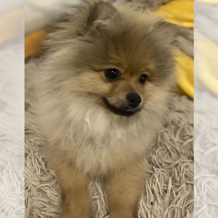 Померанский шпиц, щенок