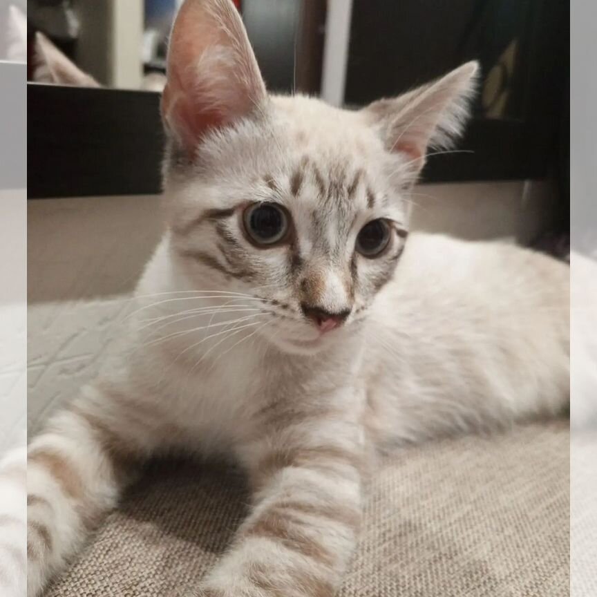 Котёнок в добрые руки