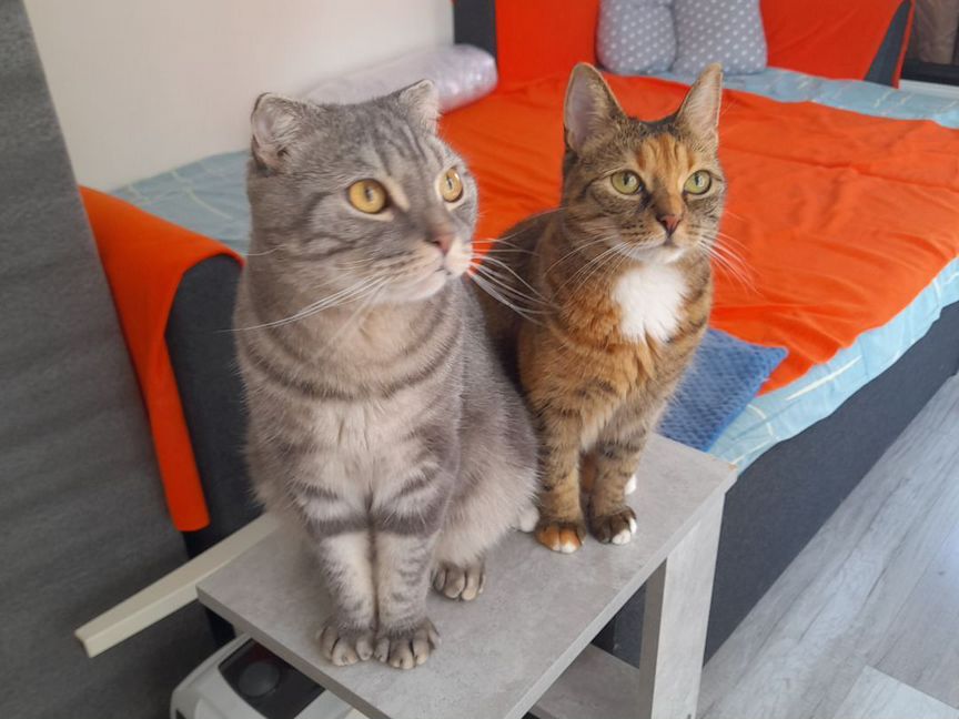 Кошка и кот