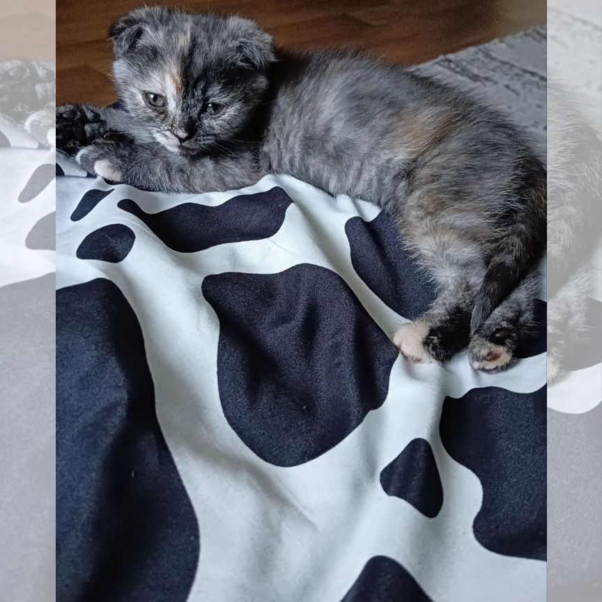 Британские вислоухие котята
