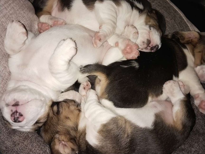 Щенки Бигля