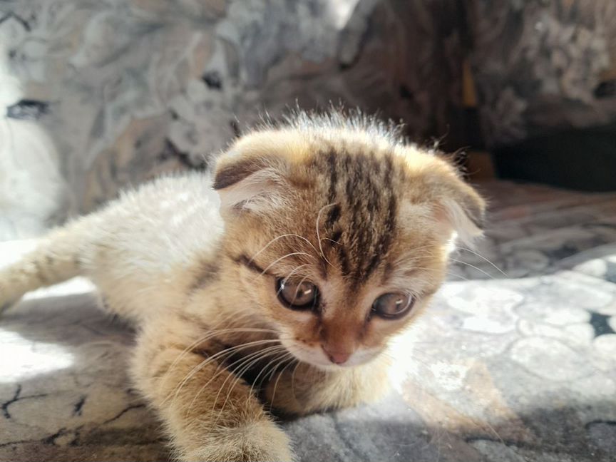 Шотландская вислоухая кошка в добрые руки