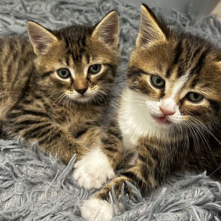 Шотландский вислоухий короткошёрстный котёнок