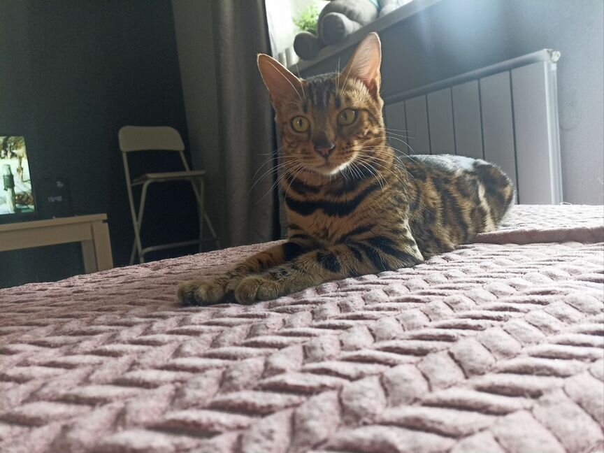 Бенгальская кошка