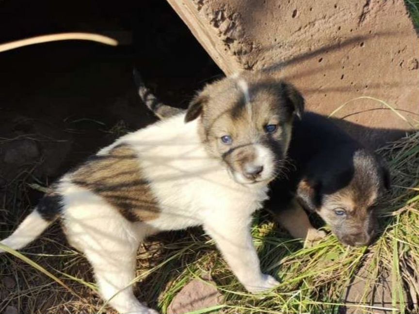 Щенки в беде, промзона, срочный пристрой