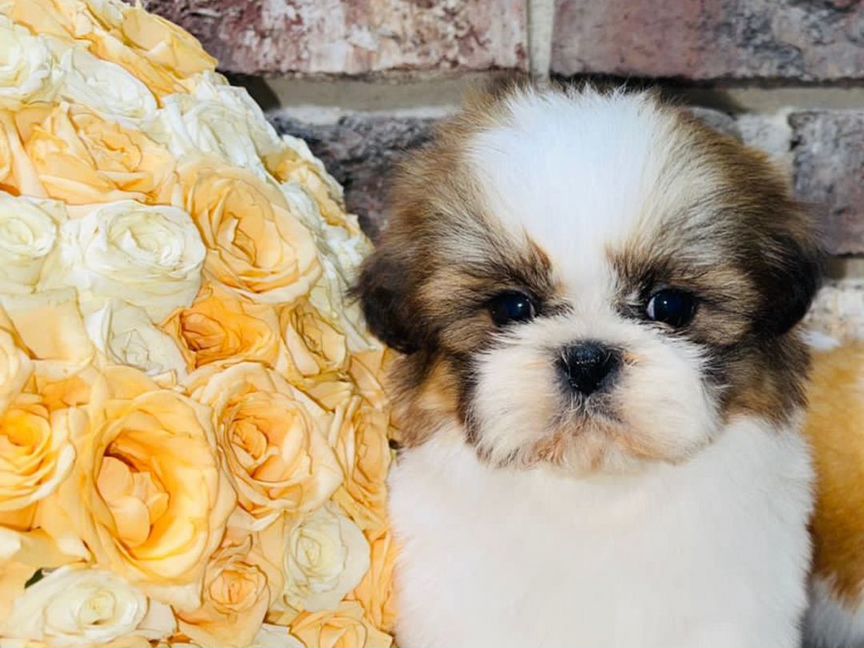 Роскошная махонькая девочка