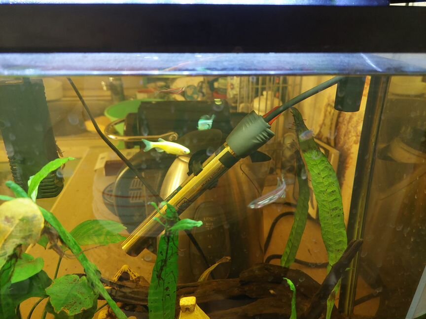 Рыбы данио гло 5 шт