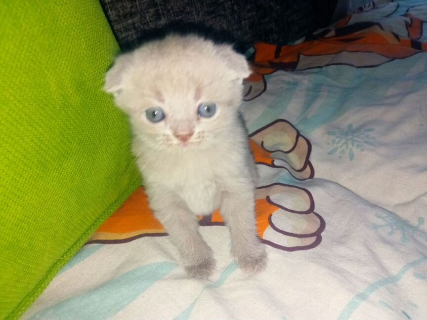 Британские котята
