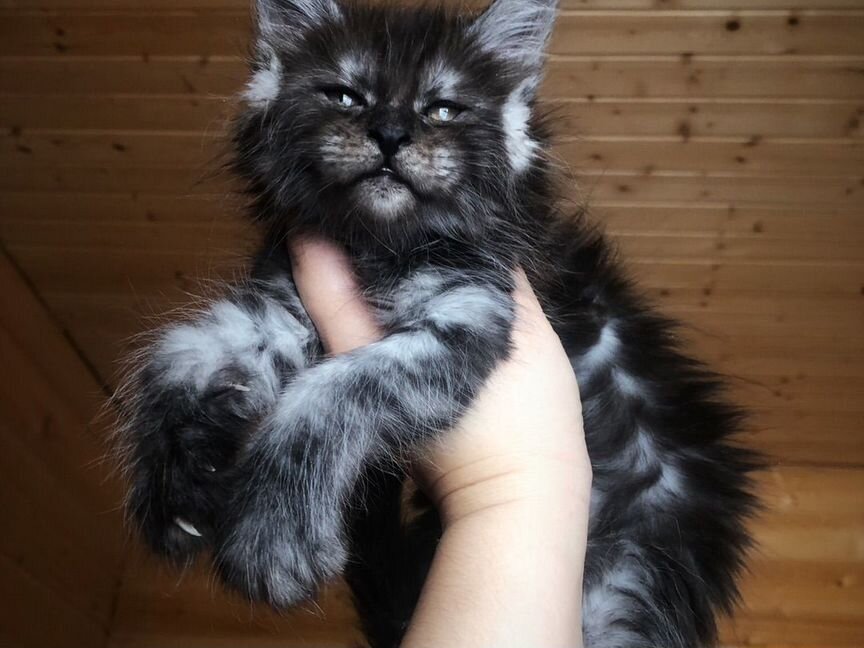 Кошечка Мейн-куна черный дым