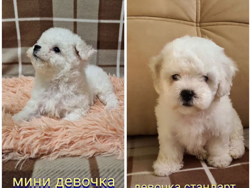 Бишон фризе девочки мини и стандарт