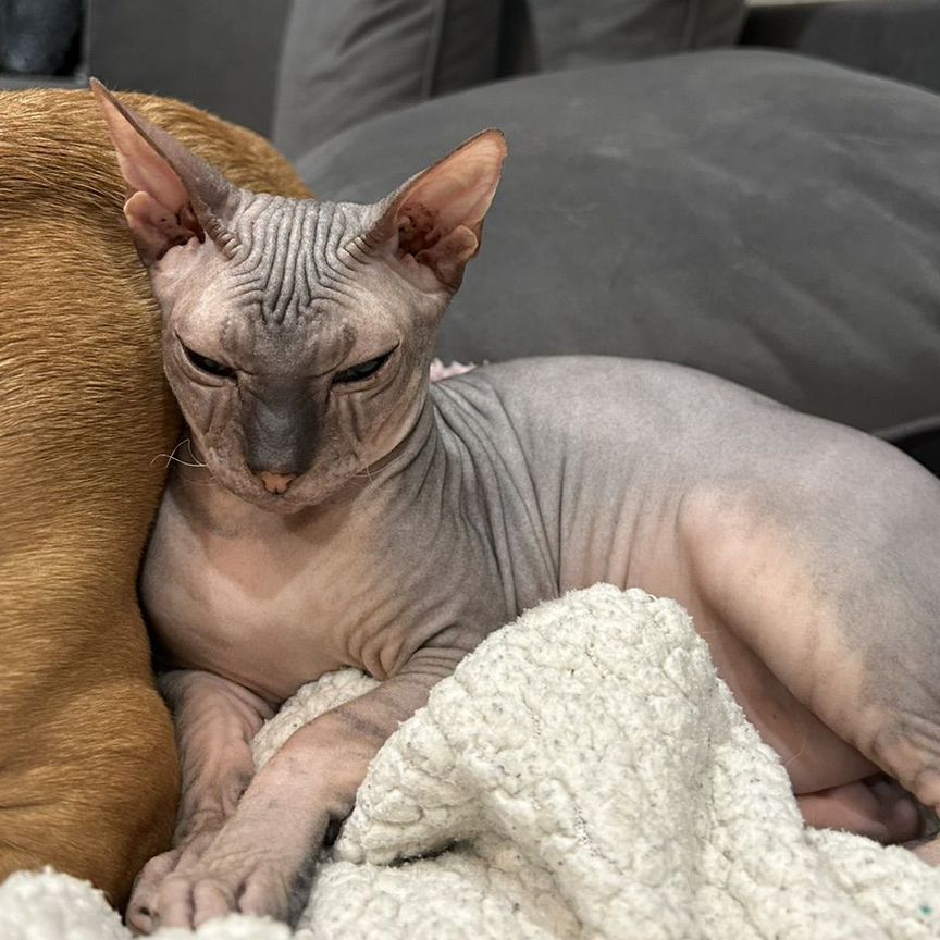 Донской сфинкс котёнок