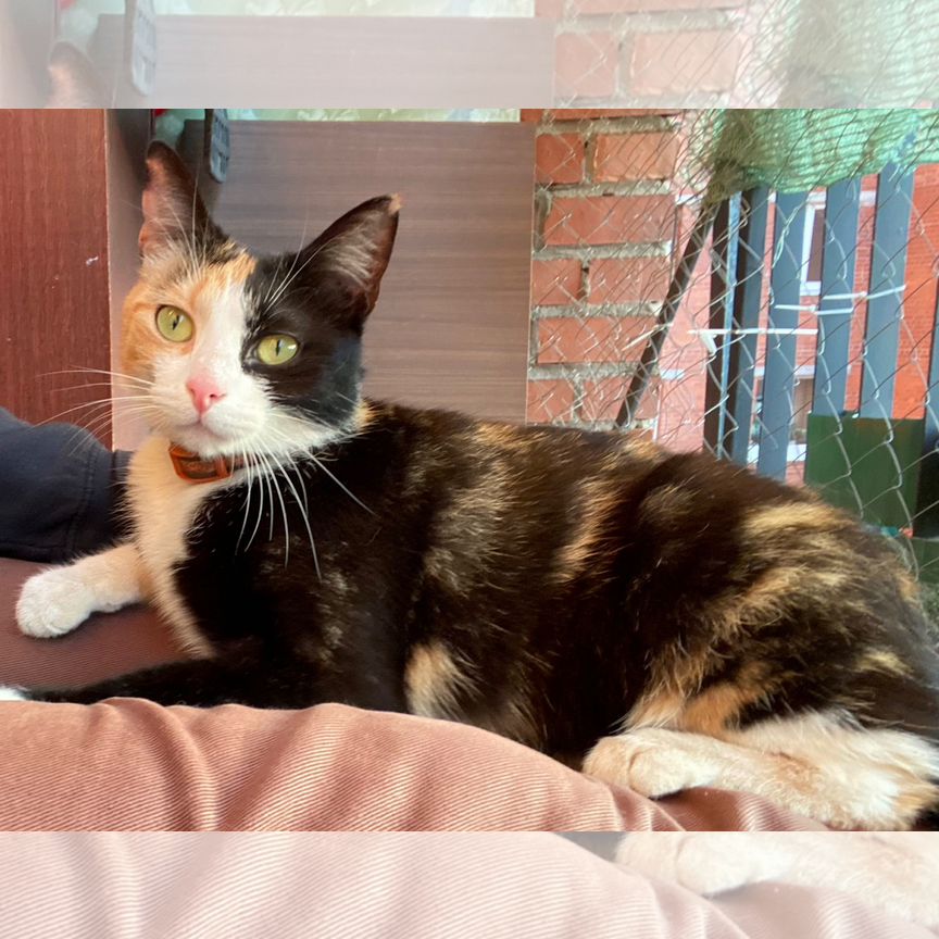 Найдена молодая кошечка/окрас:трёхцветная