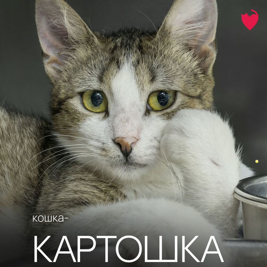 Взрослая кошка из приюта