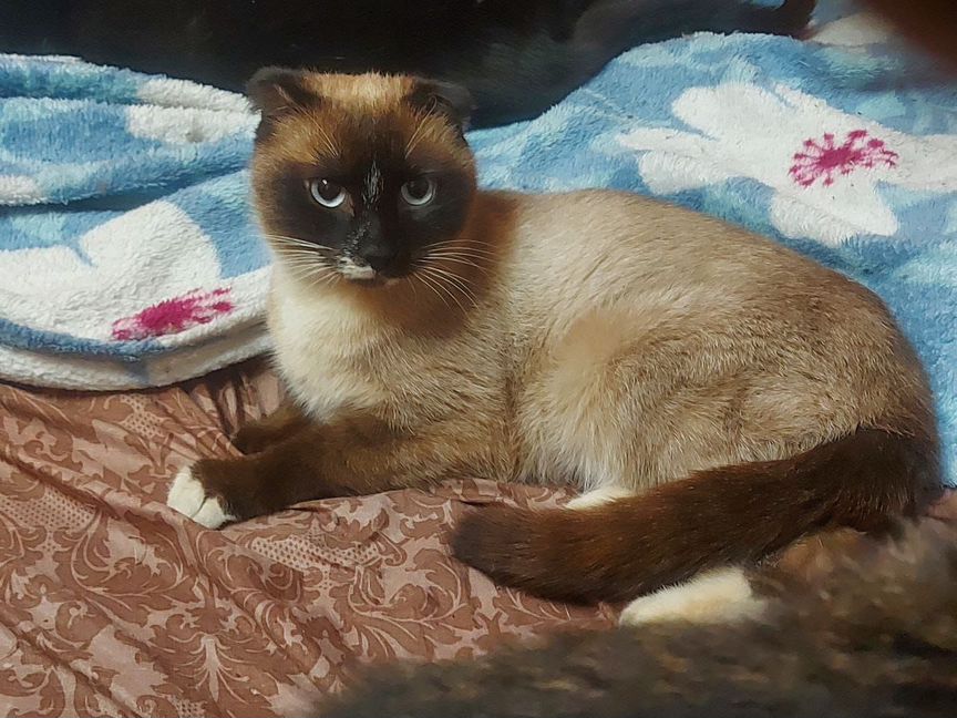 Пристраиваются в добрые руки