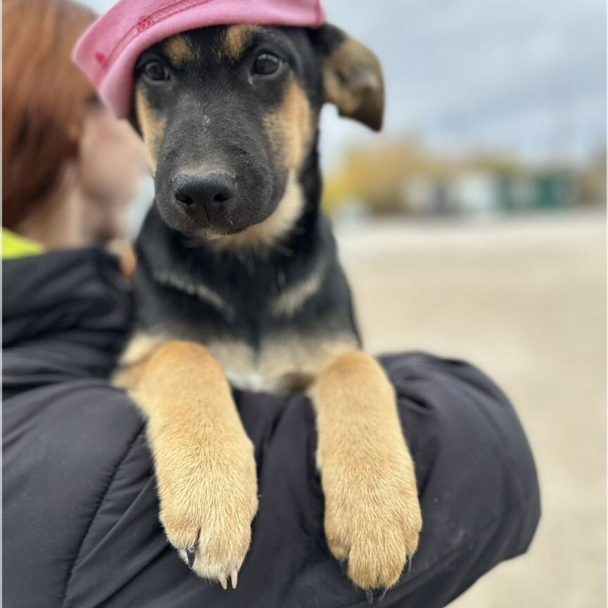 Щенок в добрые руки бесплатно