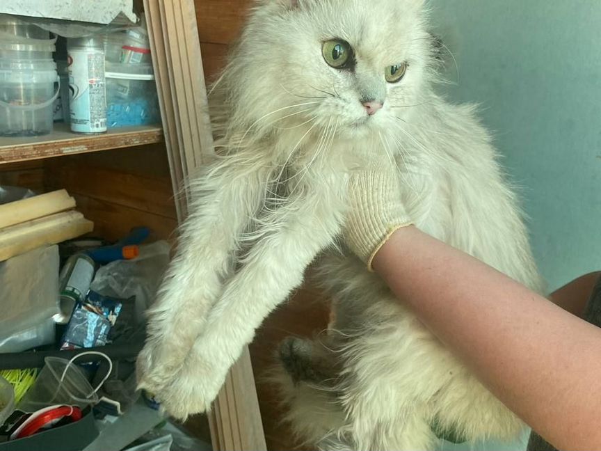 Найдена Персидская кошка