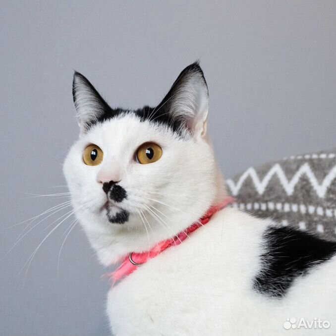 Кот Вильгельм, 2.5 года, из приюта Домик