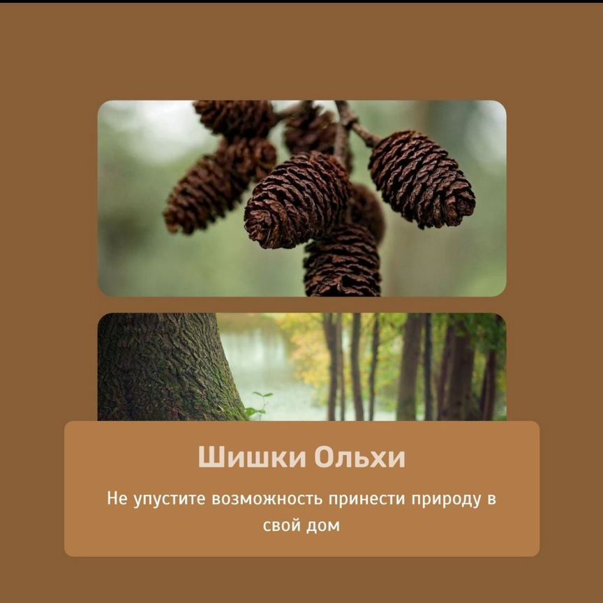 Шишки ольхи для аквариума,поделок,настоек