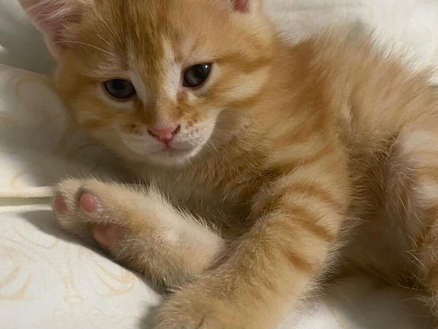 Котик рыжий в хорошие руки