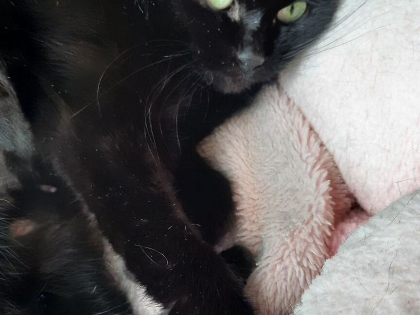 Кошка Муська