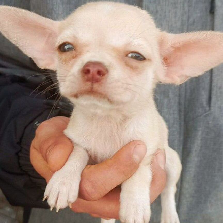 Чихуахуа зефирчик