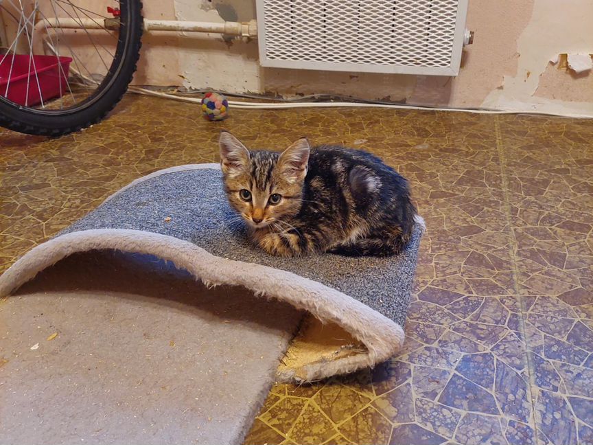 Мраморный котёнок 1 месяц