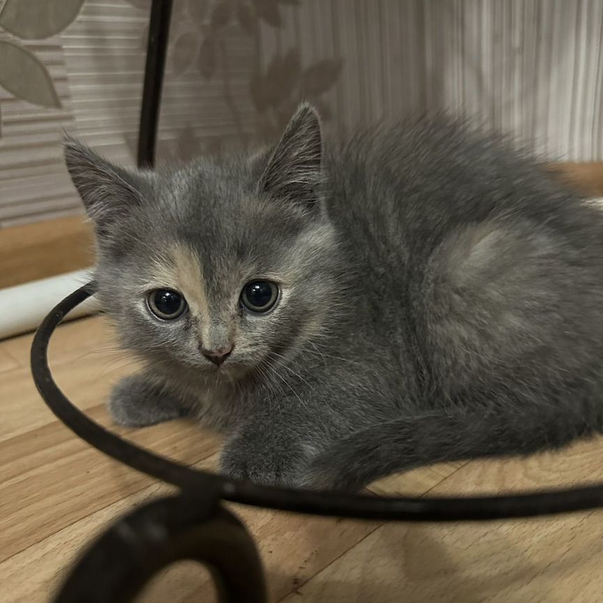 Британские котята