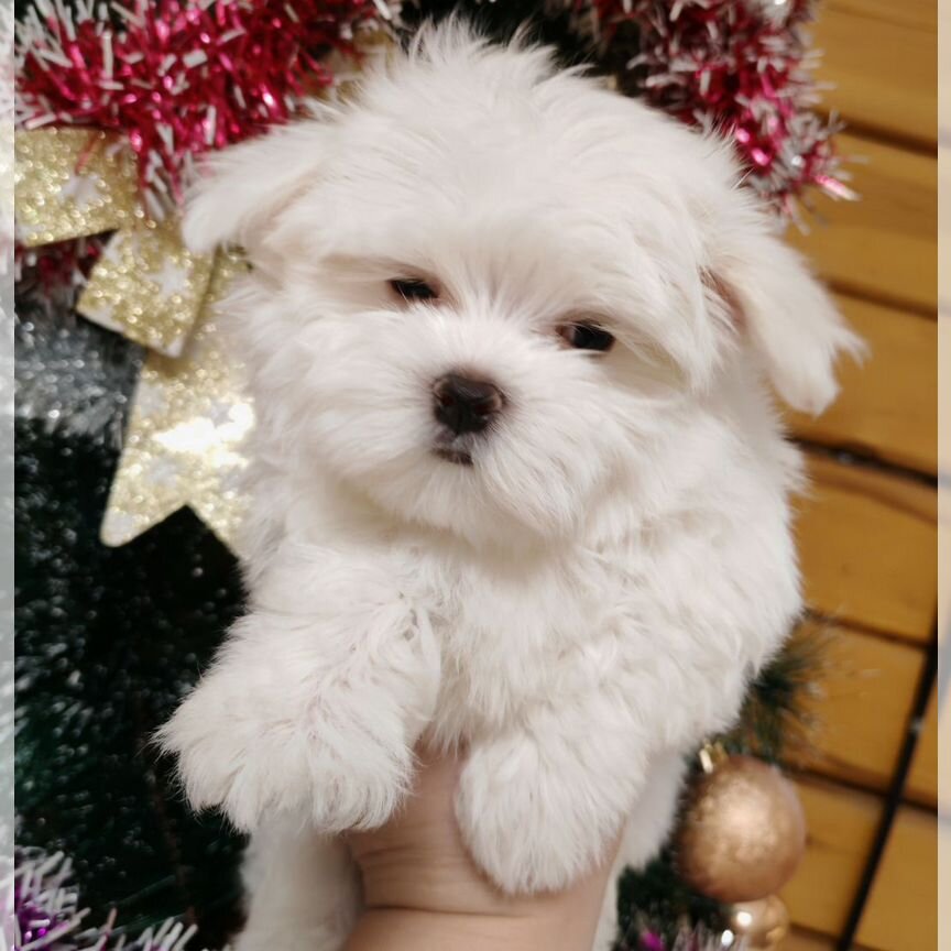 Мальтийская болонка, щенок