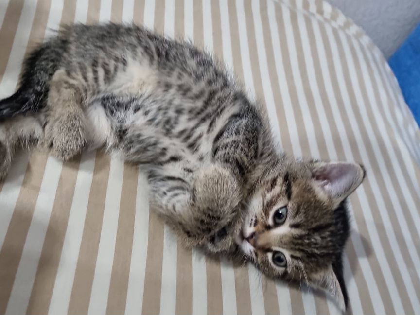 Отдам милых котиков в добрые руки)