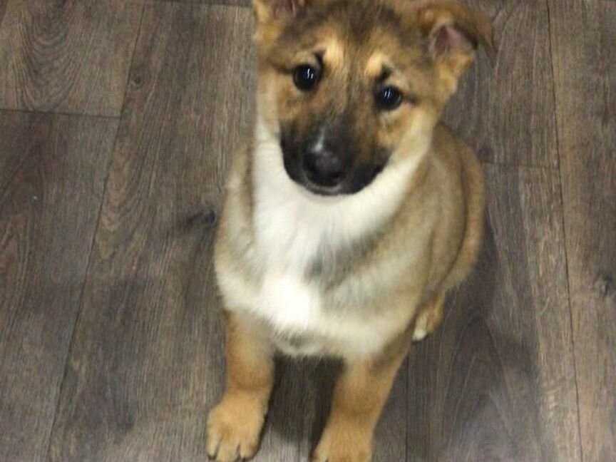 Щенок в добрые руки