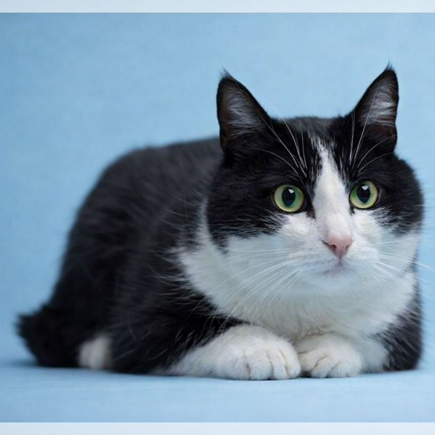 Взрослая, кошка в добрые руки