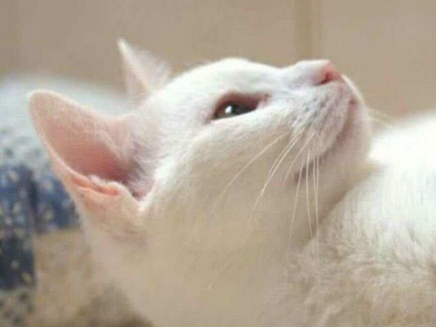 Белоснежный Вэн в поиске дома Лесной приют