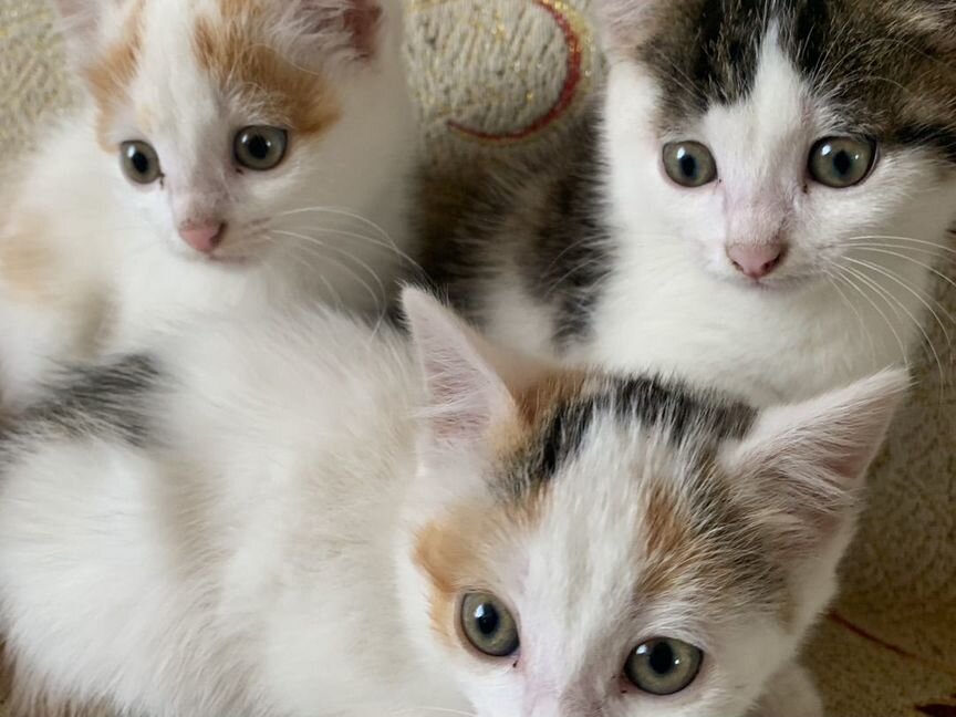 Котята в добрые руки бесплатно 1,5 месяца каждому
