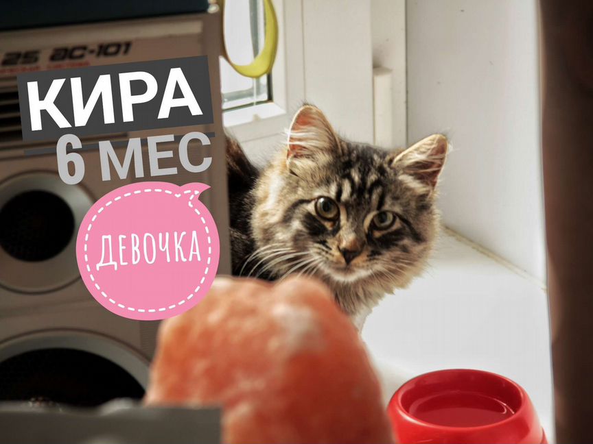 Серый котенок девочка