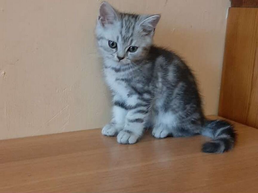 Британские котята