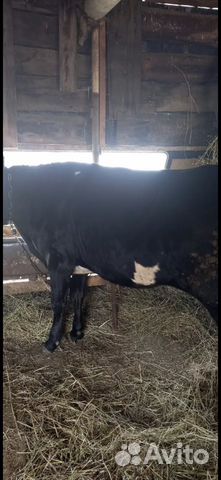 Бычок и тёлка