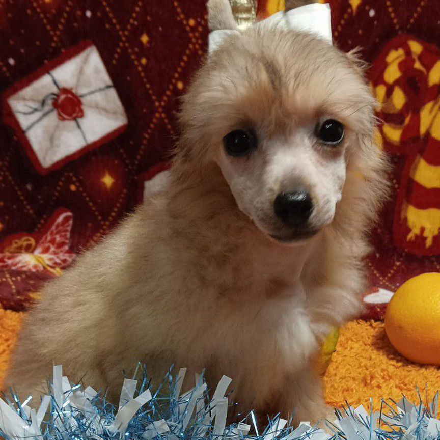 Китайская хохлатая, щенок