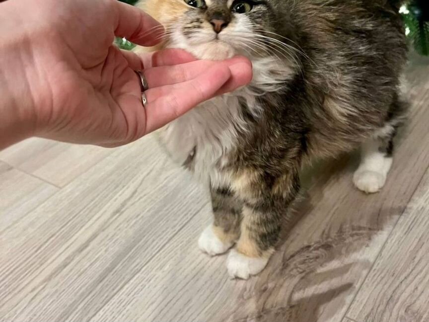 Котëнок девочка в добрые руки