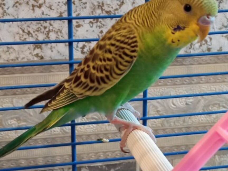 Волнистый попугай самец