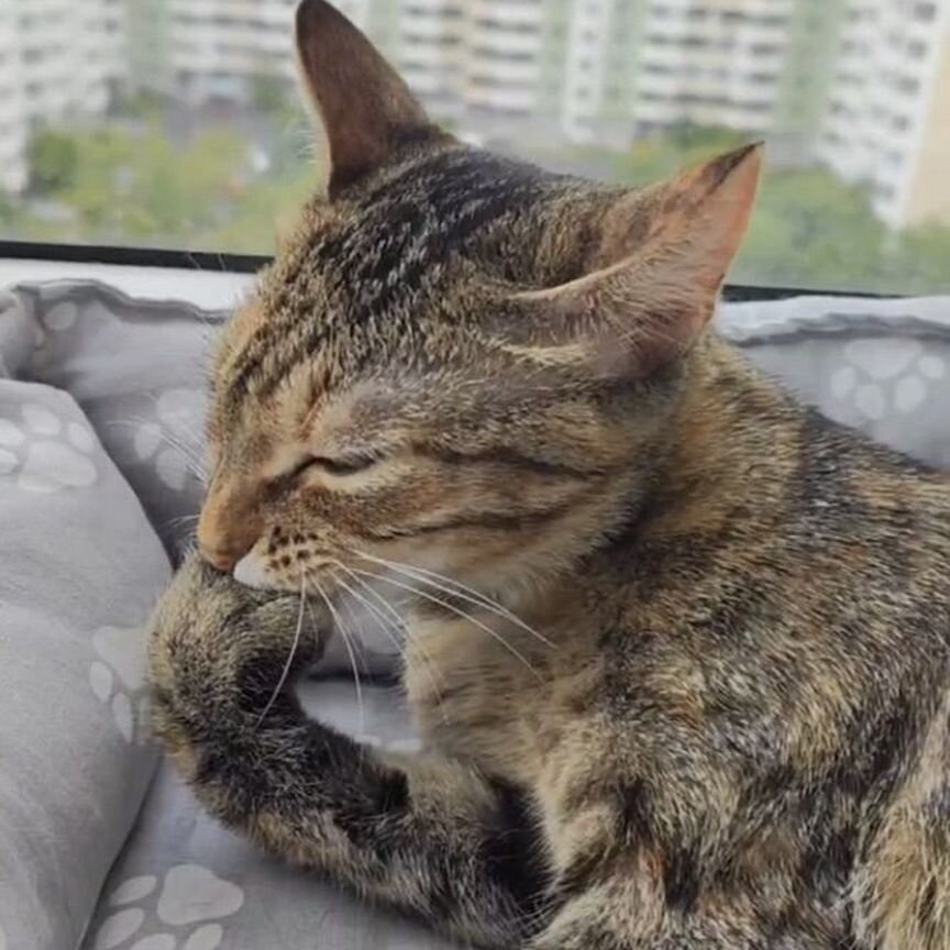 Клеопатра в добрые руки