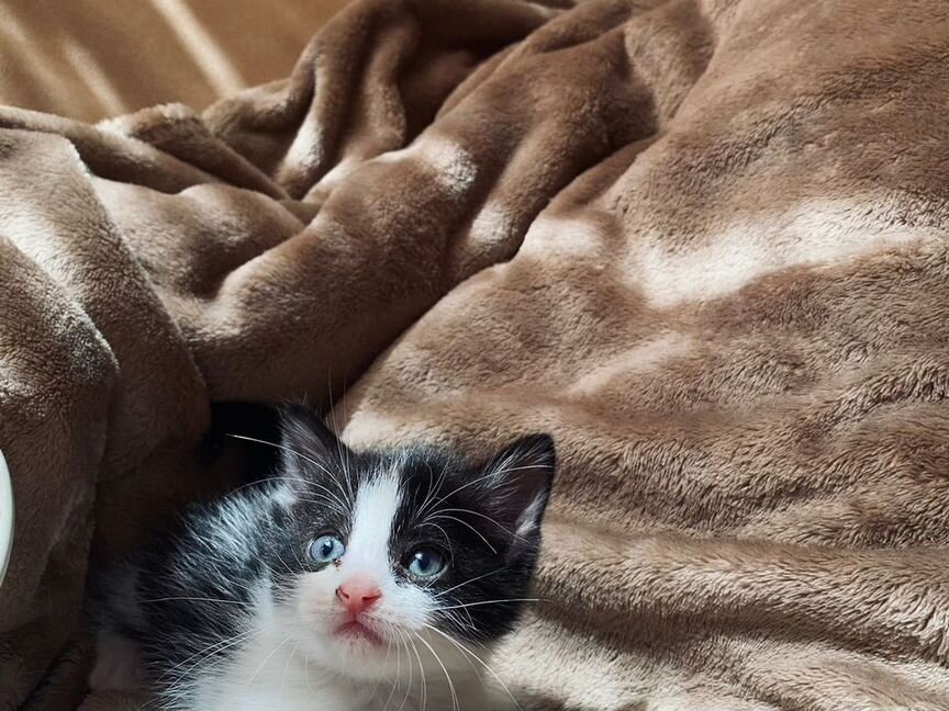 Котенок девочка в добрые руки