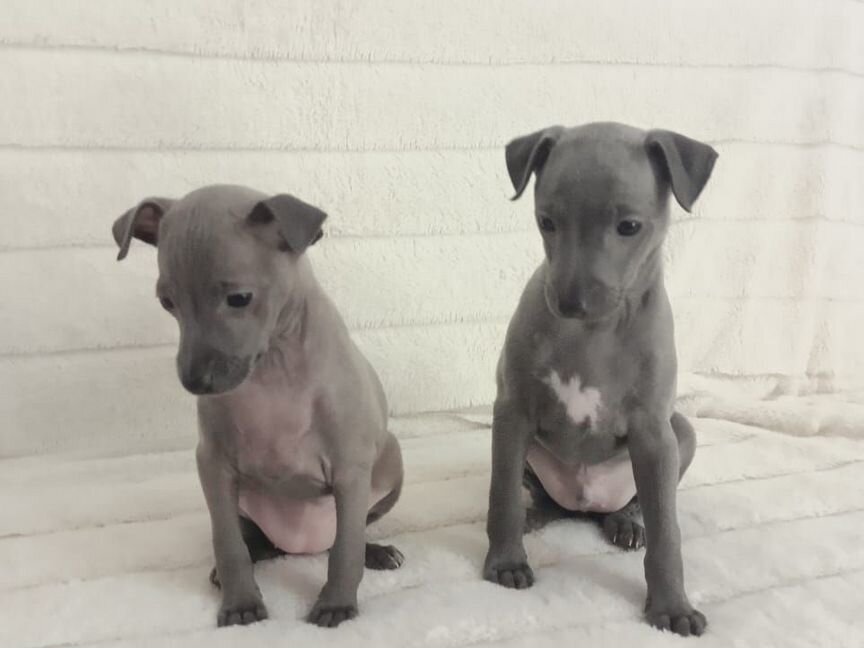 Клубные щенки левретки