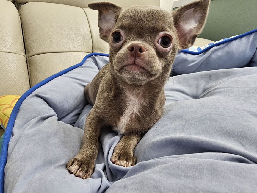 Чихуахуа лиловый мальчик