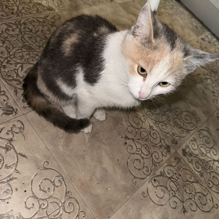 Котенок девочка,6 месяцев,трехцветная