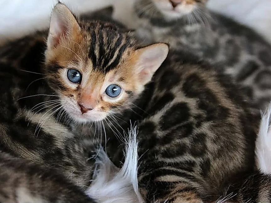 Бенгальская кошка