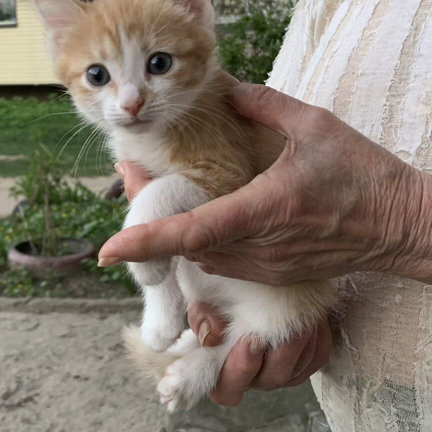 Котик