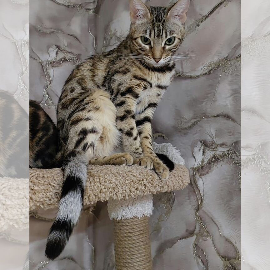 Бенгальская кошка