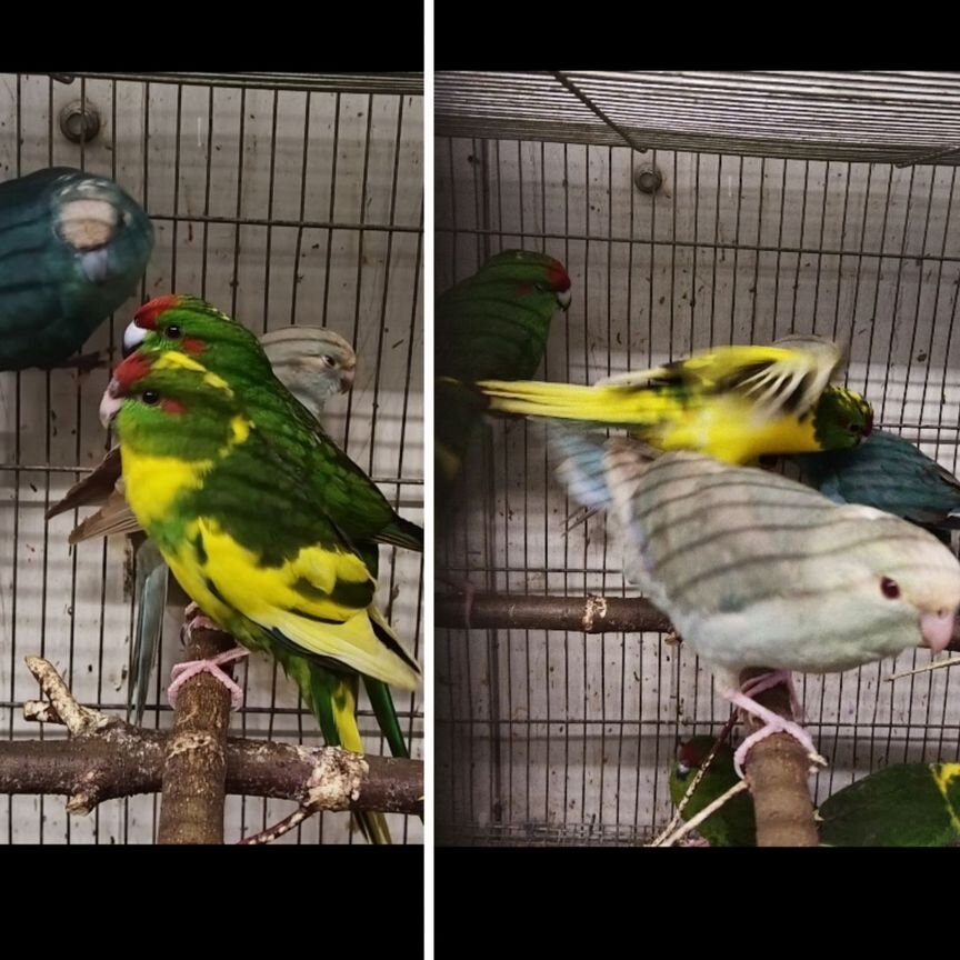 Попугай Какарики птенцы 3 мес  