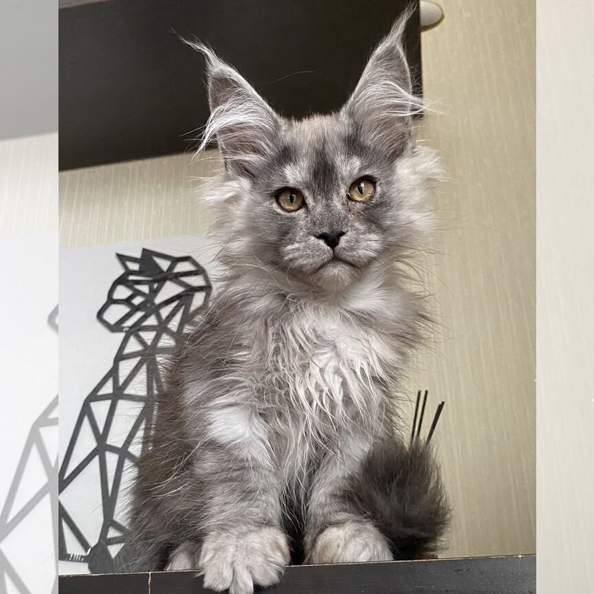 Мейн-кун котёнок